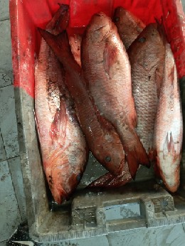Alimentation Poissons frais au Sénégal - CoinAfrique Sénégal