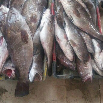 Alimentation Poisson au Sénégal - CoinAfrique Sénégal