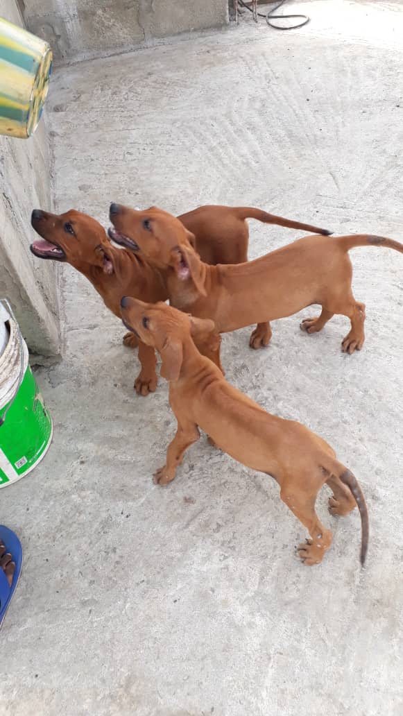Chiens Chiot rodesien ridgback en Côte d'Ivoire - CoinAfrique Côte d'Ivoire