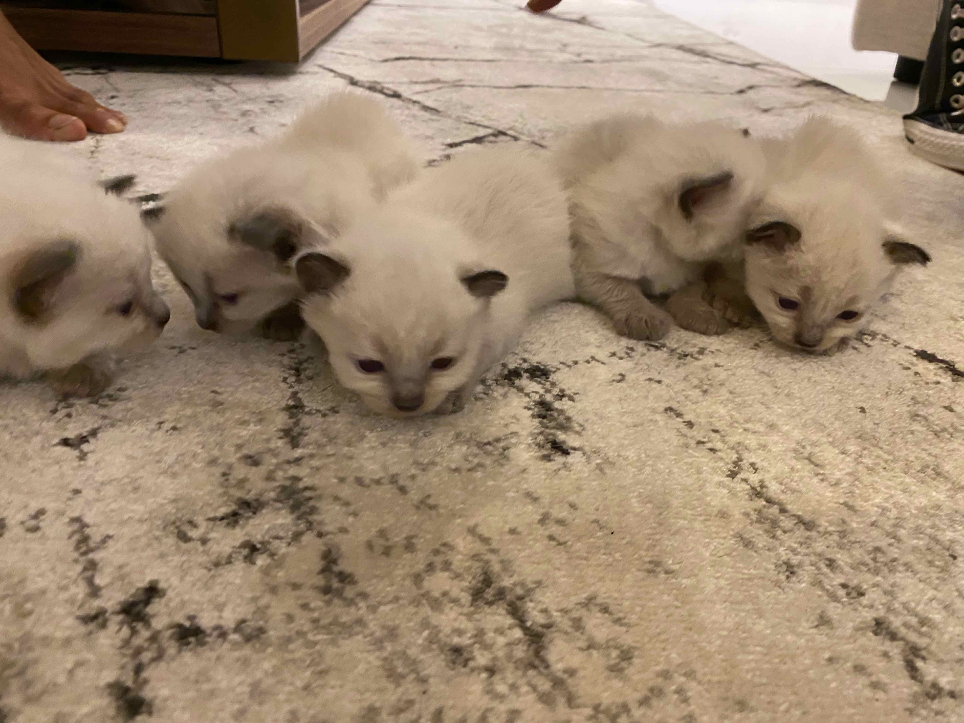 Autres animaux Chat siamois au Sénégal - CoinAfrique Sénégal