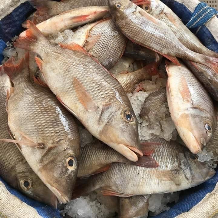 Alimentation Poisson Seude au Sénégal - CoinAfrique Sénégal