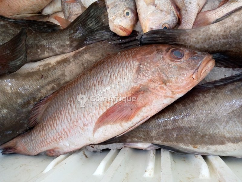Alimentation Poissons au Sénégal - CoinAfrique Sénégal