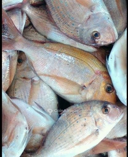 Alimentation Poissons frais au Sénégal - CoinAfrique Sénégal