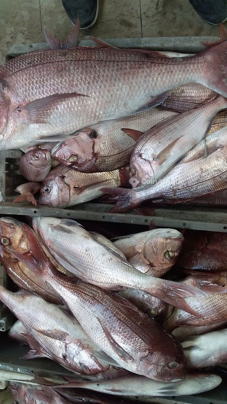 Alimentation Poissons et Fruits de mer au Sénégal - CoinAfrique Sénégal