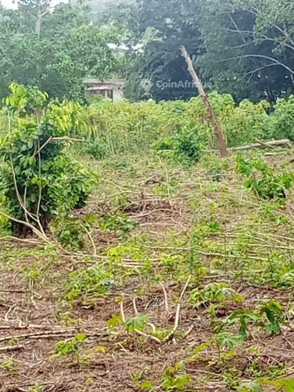 Terrains Terrain 500 m2 - Songon en Côte d'Ivoire - CoinAfrique Côte d ...