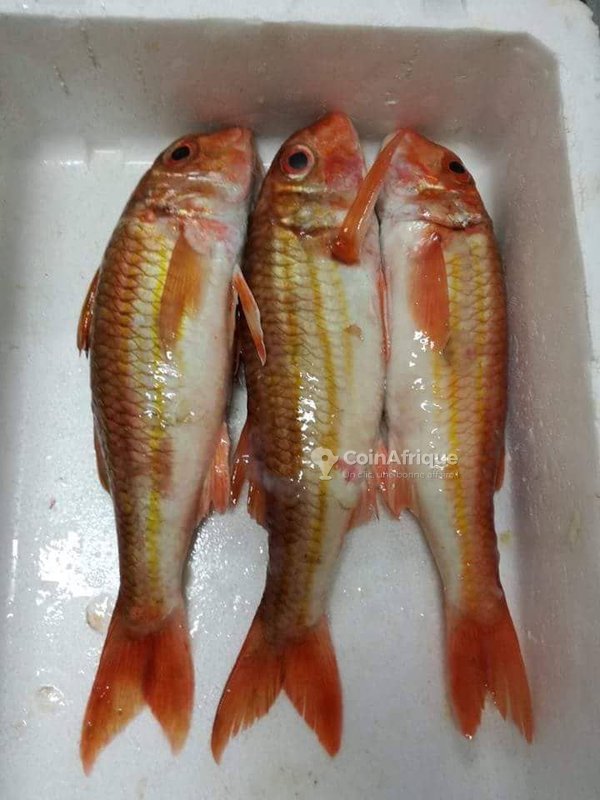 Alimentation Poisson Capitaine - Roge au Togo - CoinAfrique Togo