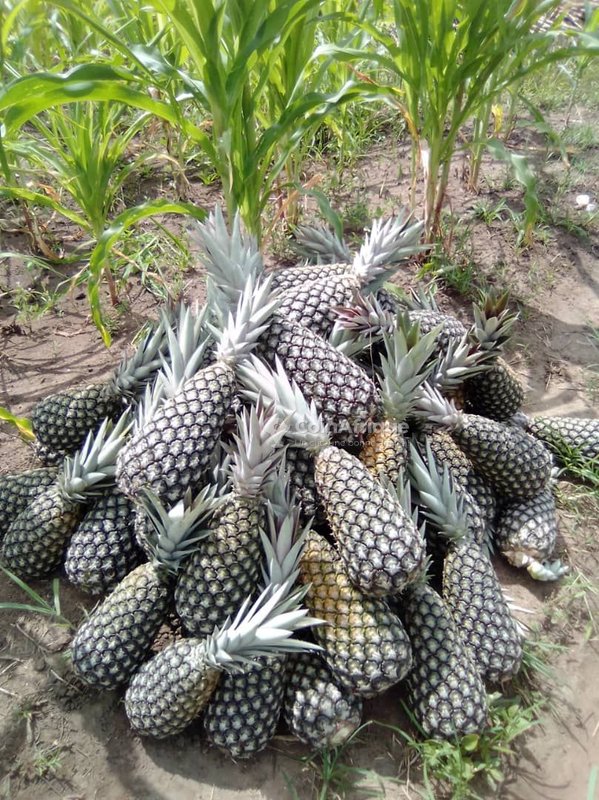 Alimentation Ananas au Togo - CoinAfrique Togo