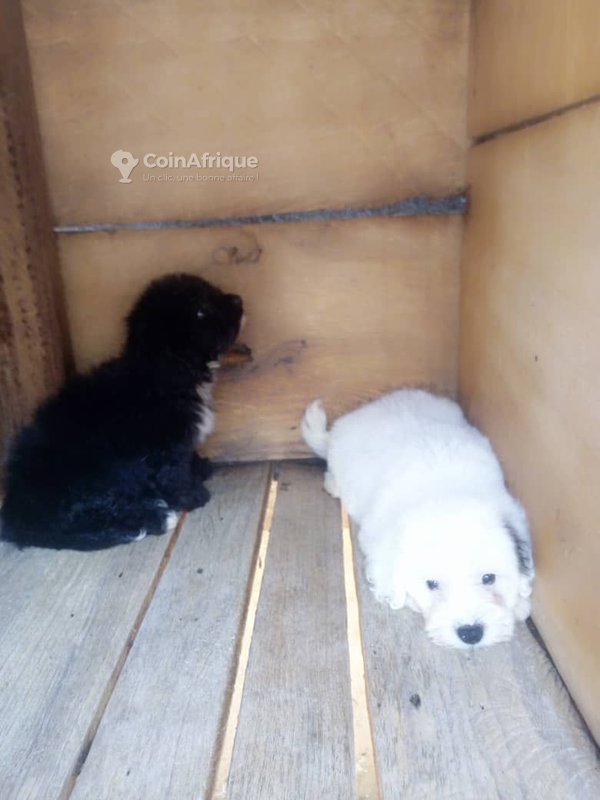 Chiens Chiots bichon maltais au Cameroun - CoinAfrique Cameroun