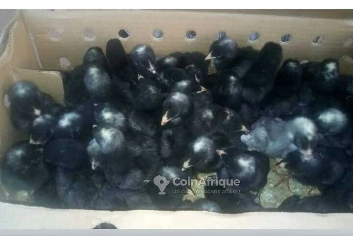 Poules, Lapins & Pigeons Poussins bleus hollandais au Burkina Faso - CoinAfrique Burkina Faso