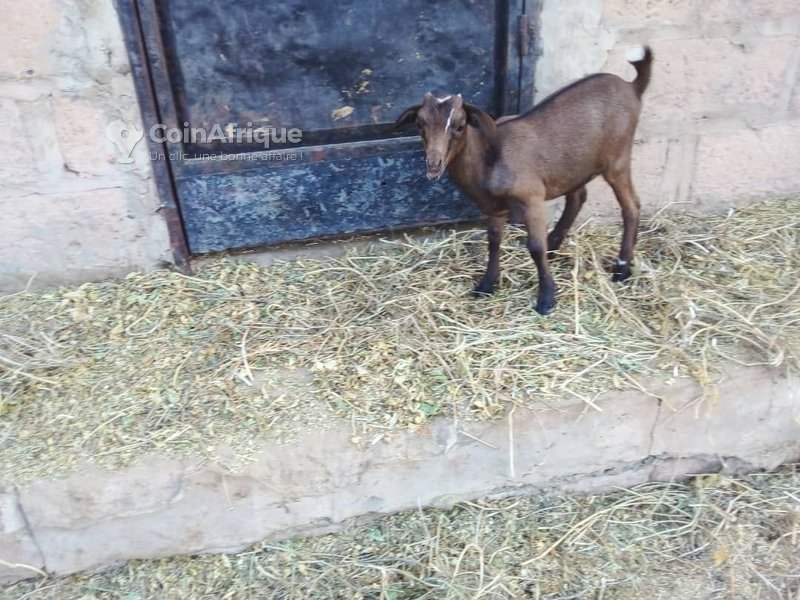 Moutons Chèvre au Sénégal - CoinAfrique Sénégal