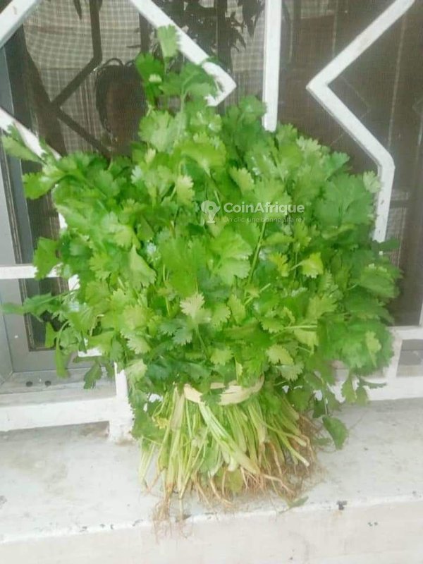 Alimentation Persil chinois au Sénégal - CoinAfrique Sénégal