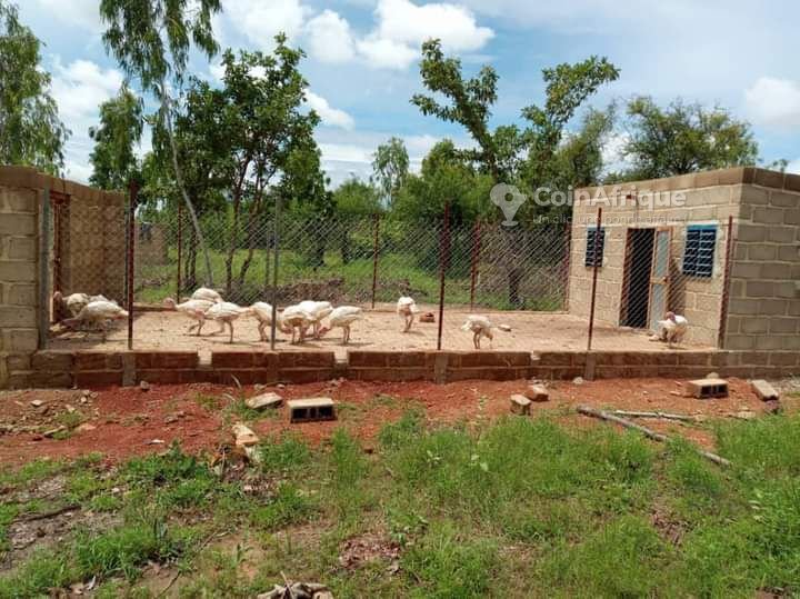 Fermes & Vergers Ferme avicole - Damkiéta au Burkina Faso - CoinAfrique ...