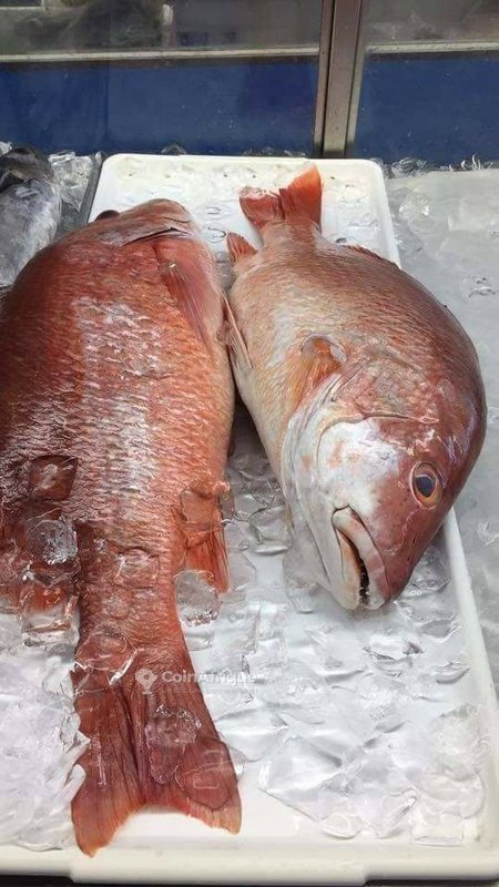 Alimentation Poisson au Sénégal - CoinAfrique Sénégal