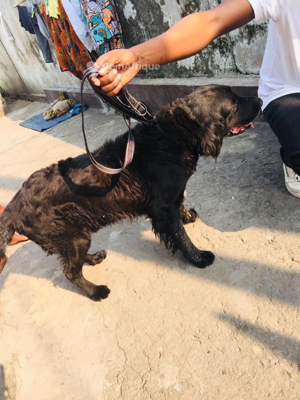 Chiens Chien Golden au Congo - CoinAfrique Congo