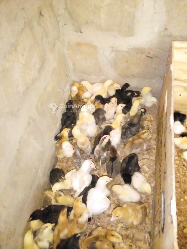 Poules, Lapins & Pigeons Poussin goliath au Togo - CoinAfrique Togo
