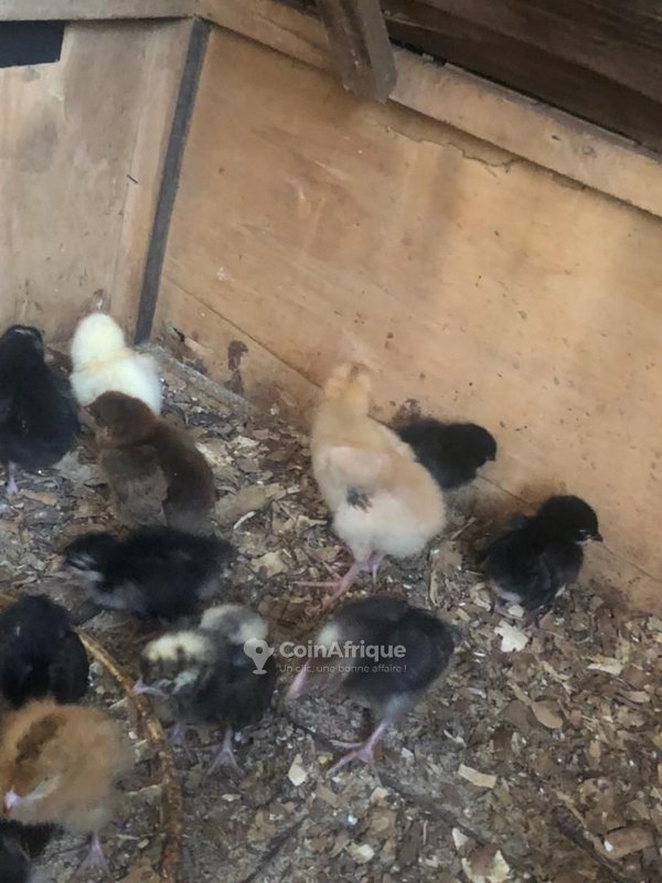Poules, Lapins & Pigeons Poussin goliath au Bénin - CoinAfrique Bénin