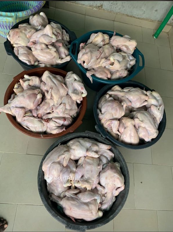 Alimentation Poulets de chair au Sénégal - CoinAfrique Sénégal