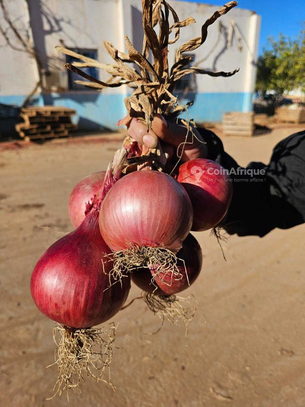 Alimentation Oignon rouge locale au Sénégal - CoinAfrique Sénégal