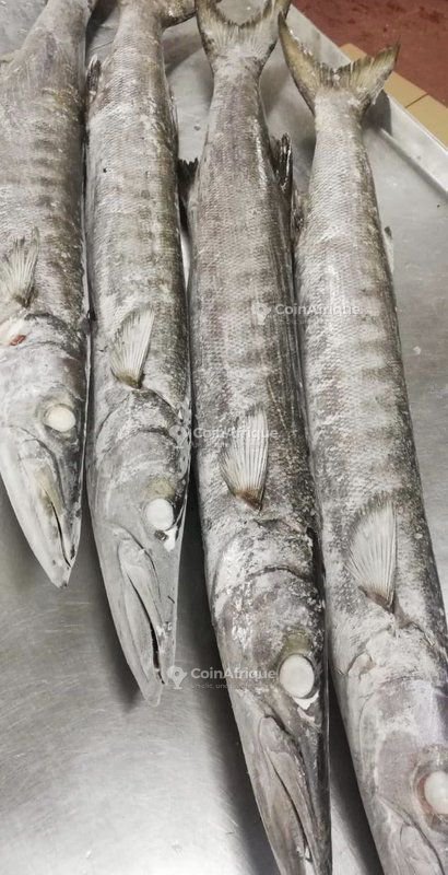 Alimentation Poisson au Sénégal - CoinAfrique Sénégal