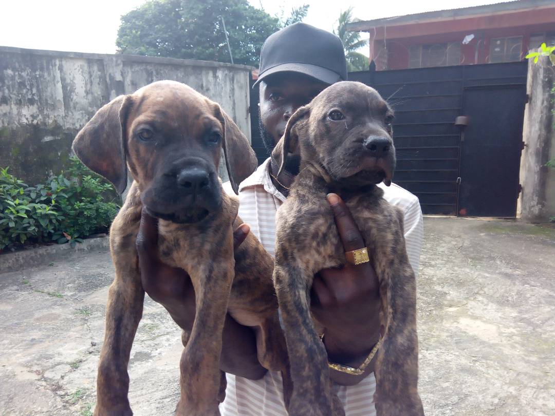Chiens Élevage chiens au Bénin - CoinAfrique Bénin